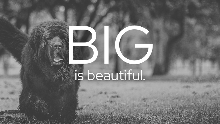 Big Dog Energy Company - Products for Large and Giant Breed Dogs